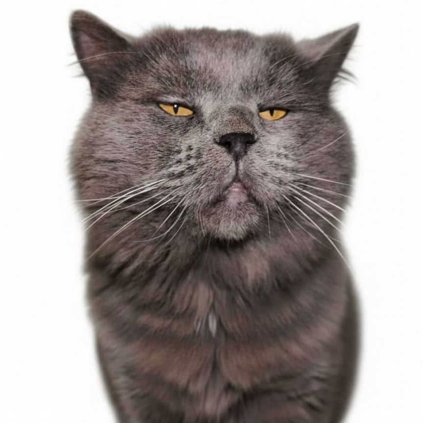 Взрослый кот в добрые руки