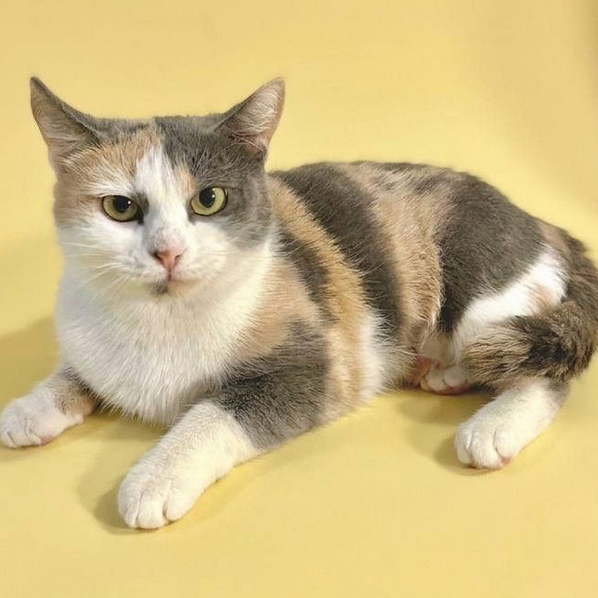 Взрослая, кошка в добрые руки