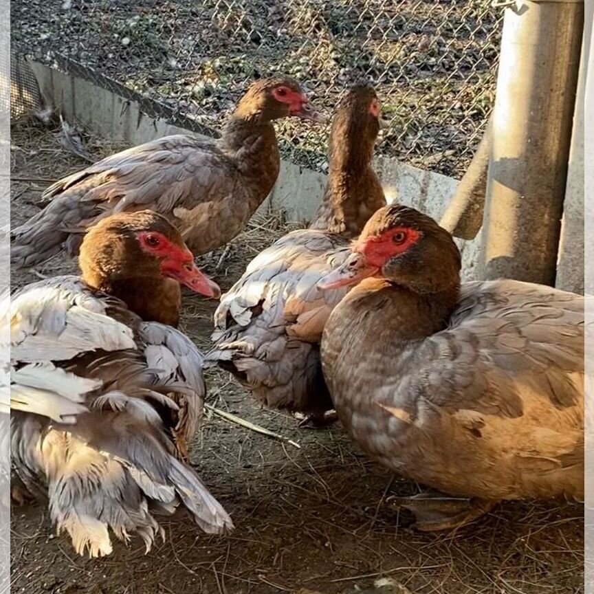 Индоутки мускусные утки