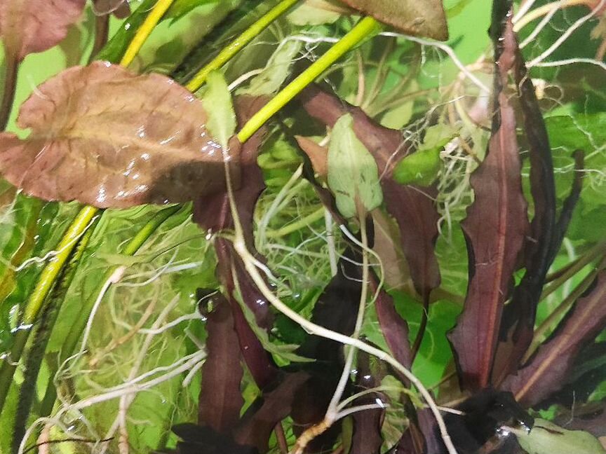 Аквариумные растения много