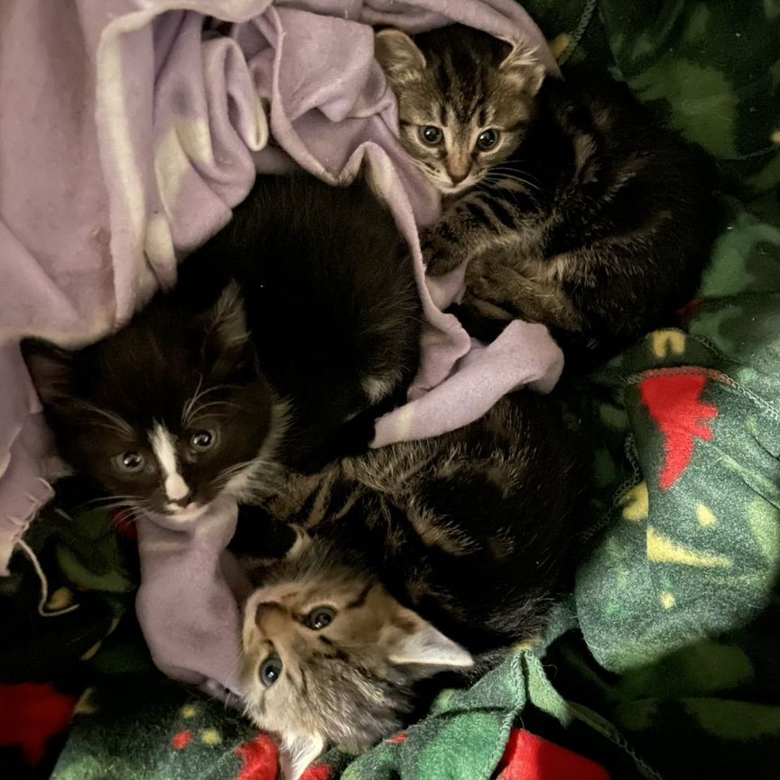 Котята 1,5 месяца в дар