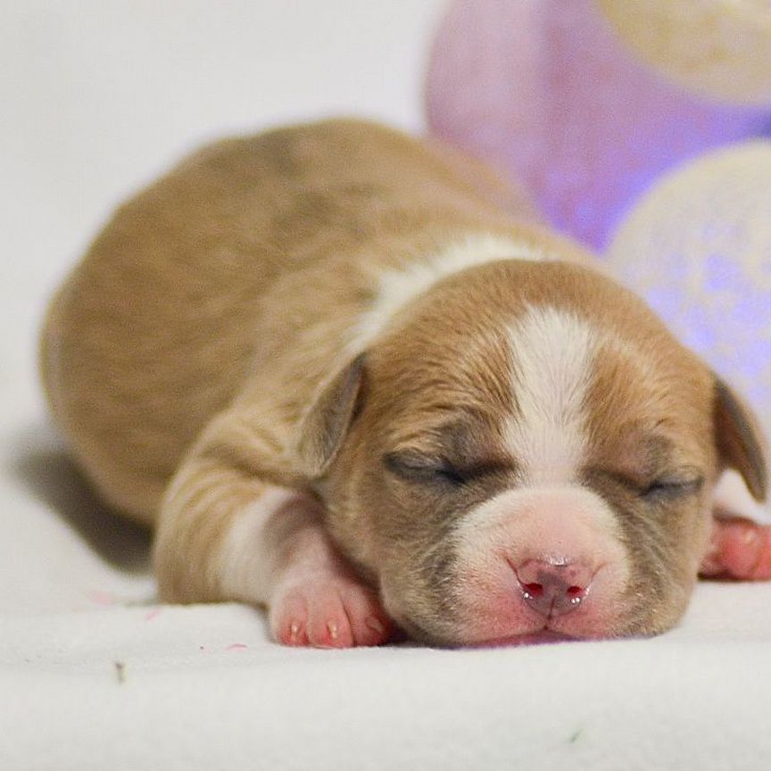 Американский стаффордширский терьер, щенок