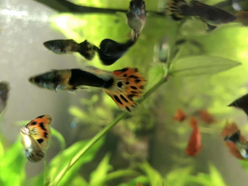 Аквариумные рыбки Гуппи