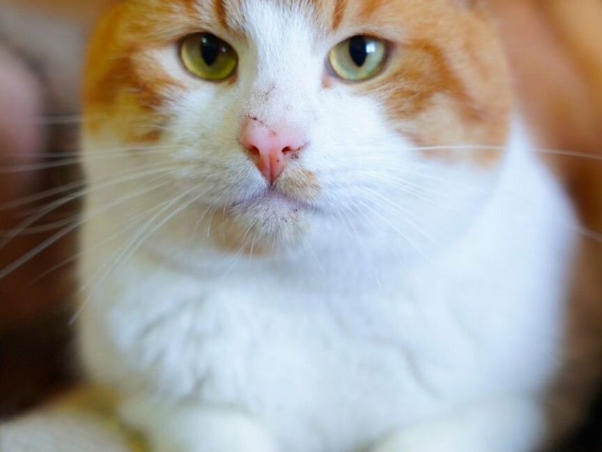 Котик Филлимон ждёт своих хозяев