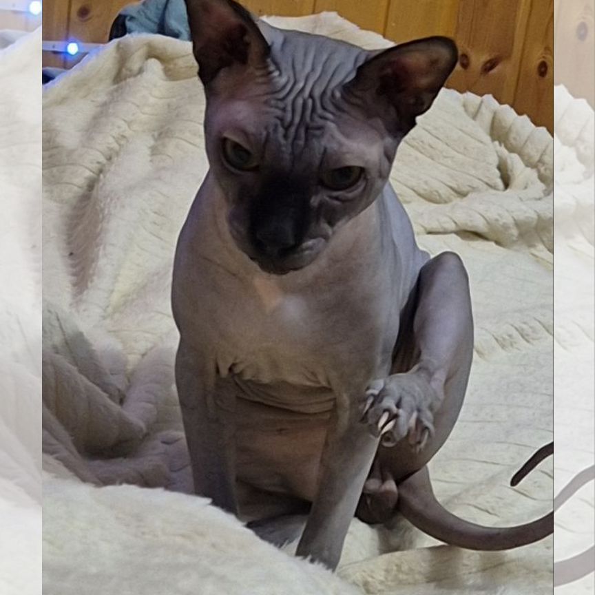 Канадский сфинкс, взрослый кот