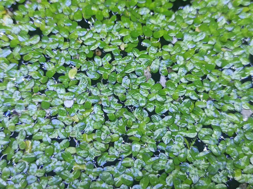 Ряска малая для аквариума