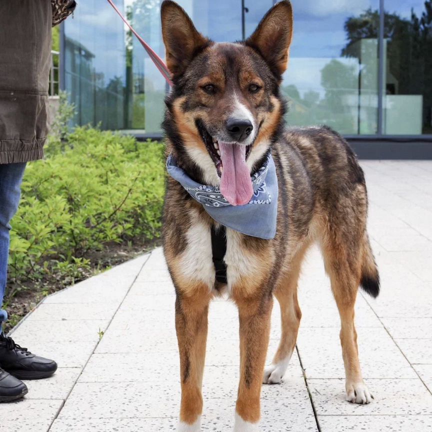 Дружок в поиске дома