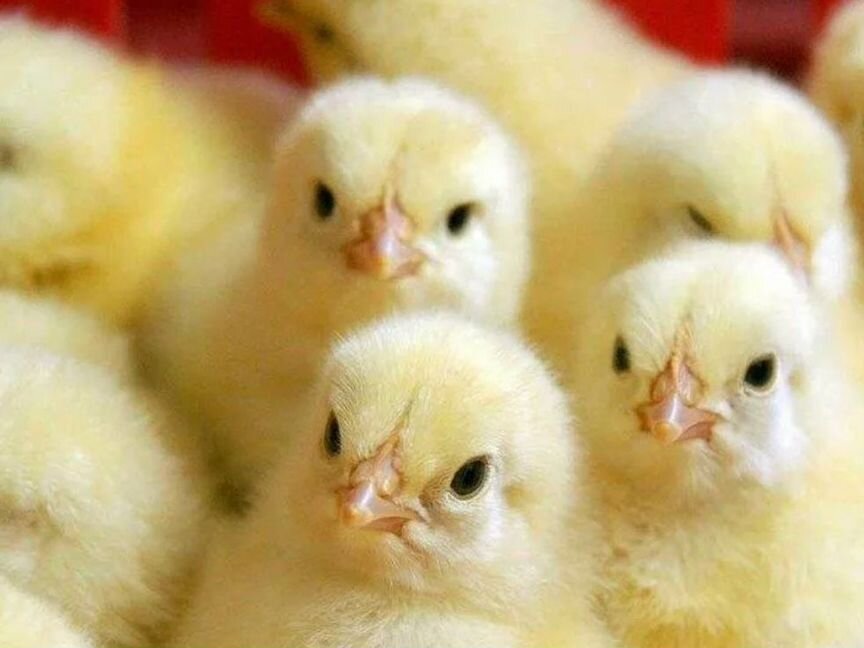 Цыпленок бройлер Кобб 500