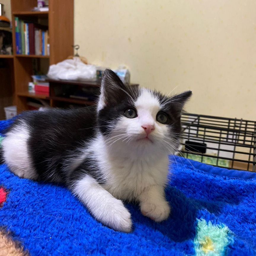 Котятки Пупс и Лелик