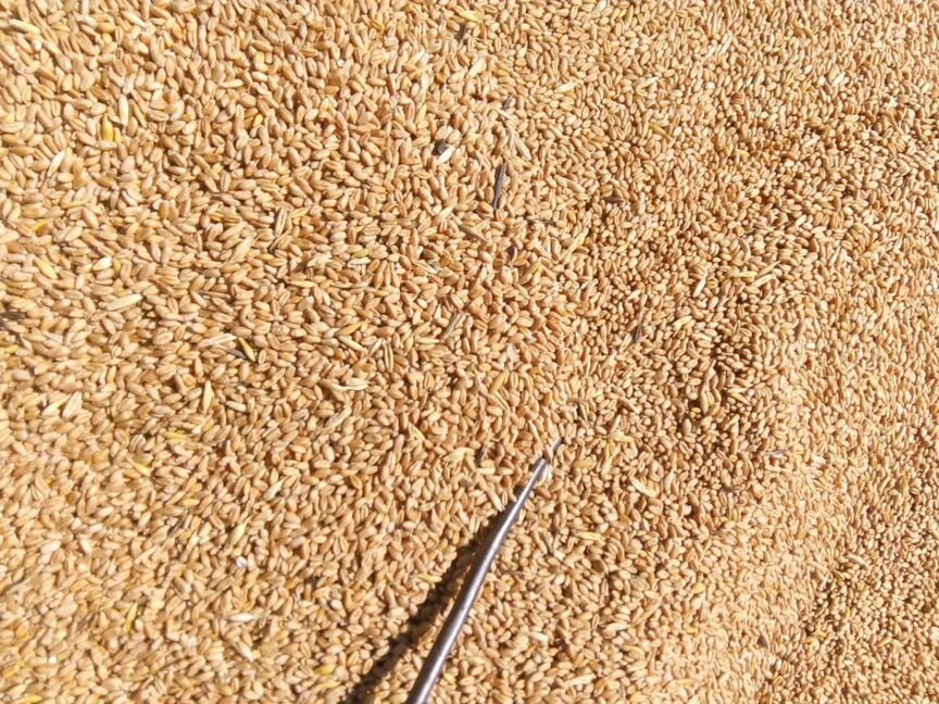 Пшеница фуражная (кормовая)