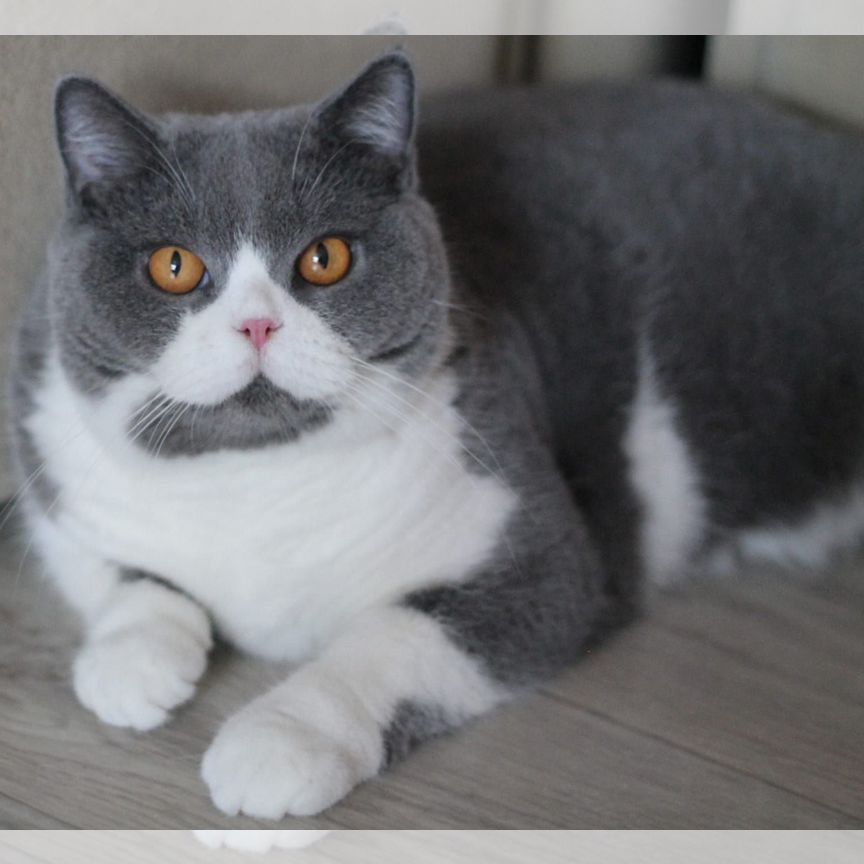 Британская короткошёрстная кошка, взрослая
