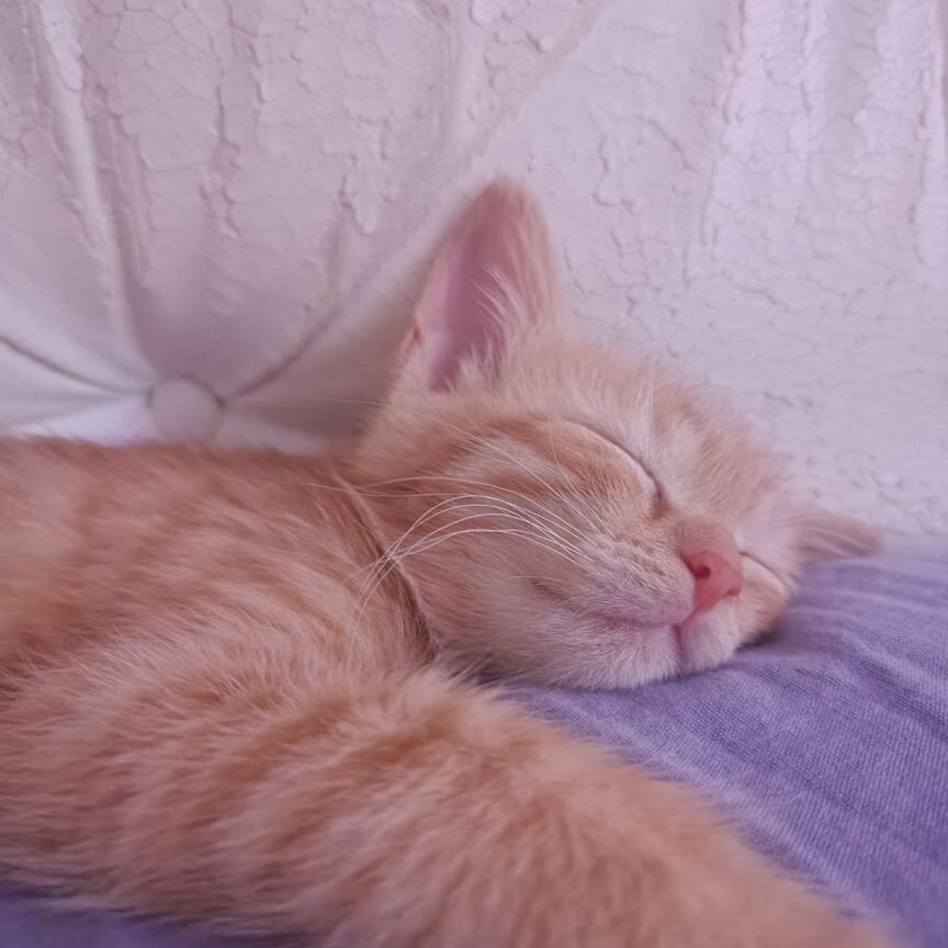 Котенок в добрые руки