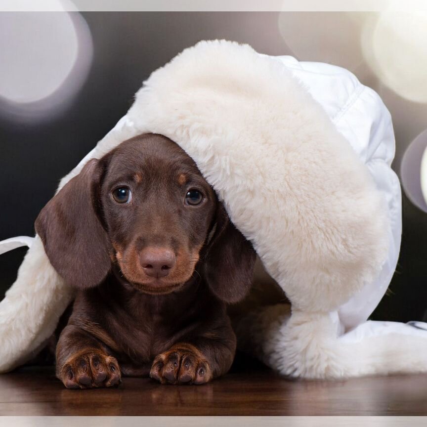 Такса, щенок