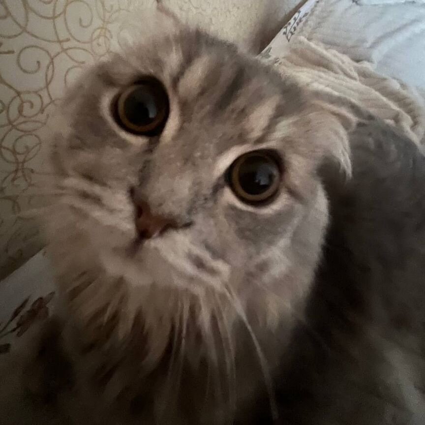 Шатланский кот вислоухий