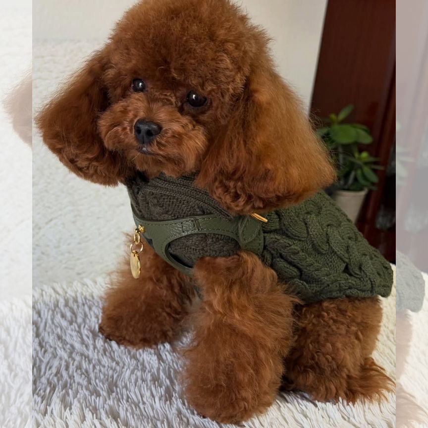 Той-пудель, щенок