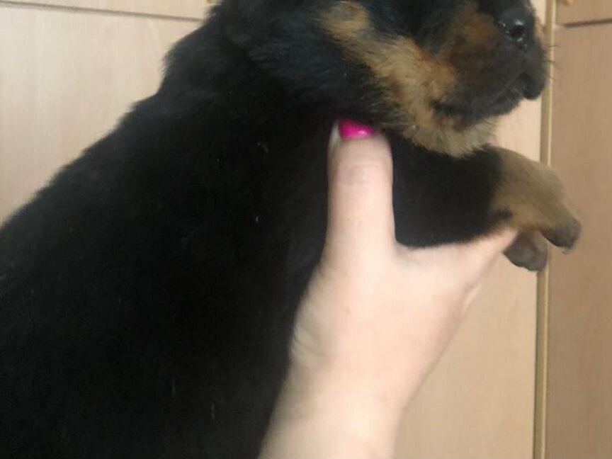 Щенки ротвейлера продажа