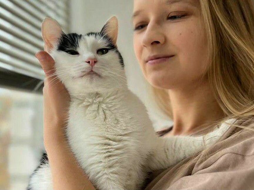 Кошка в добрые руки