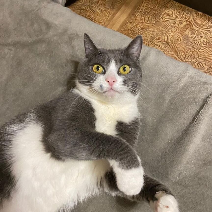 Кошке очень нужна семья