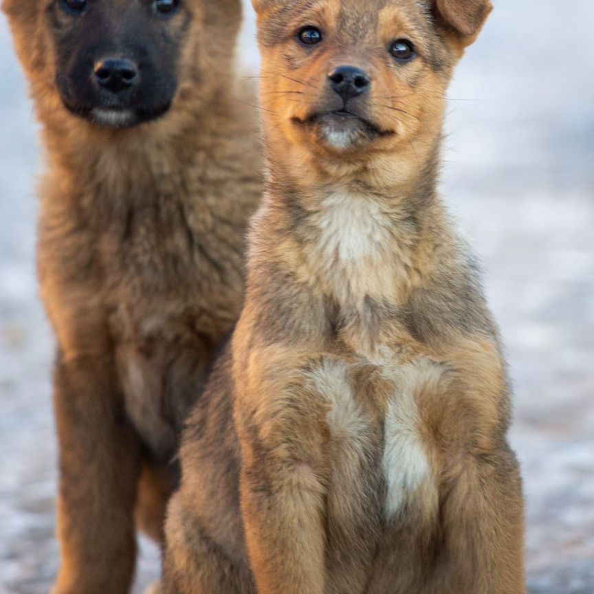 Щенята в добрые руки