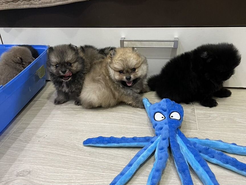 Щенки померанского шпица мини