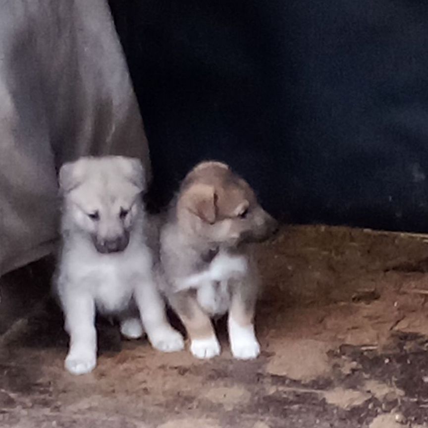 Лайка, щенок