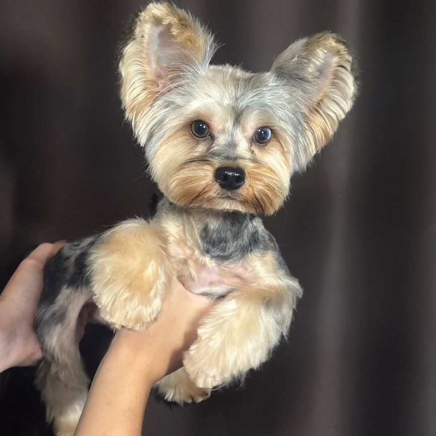 Йоркширский терьер, взрослый пёс