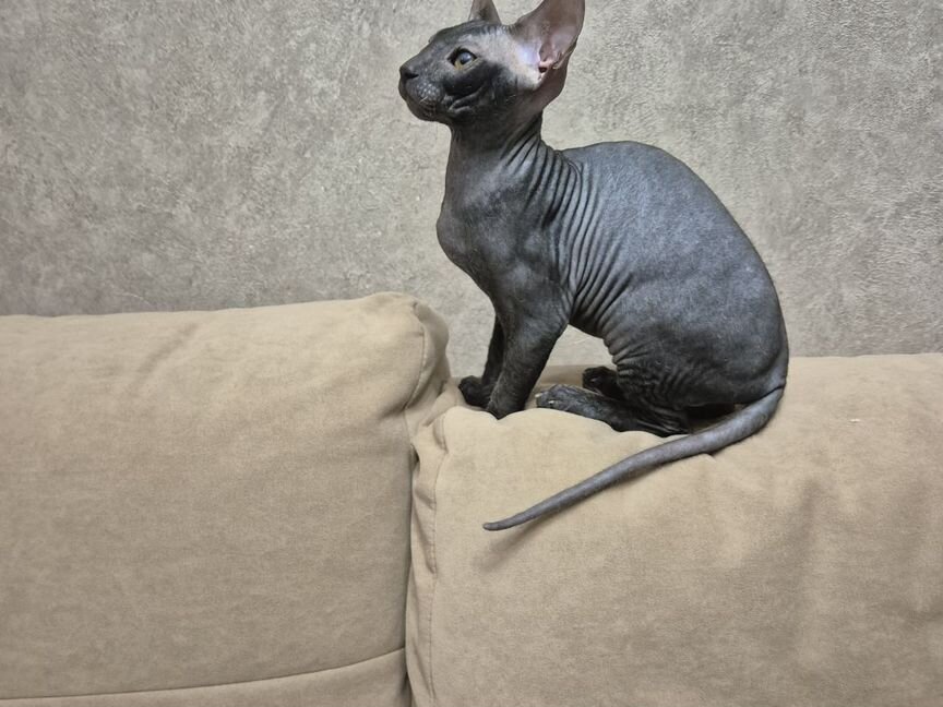 Донской сфинкс котята