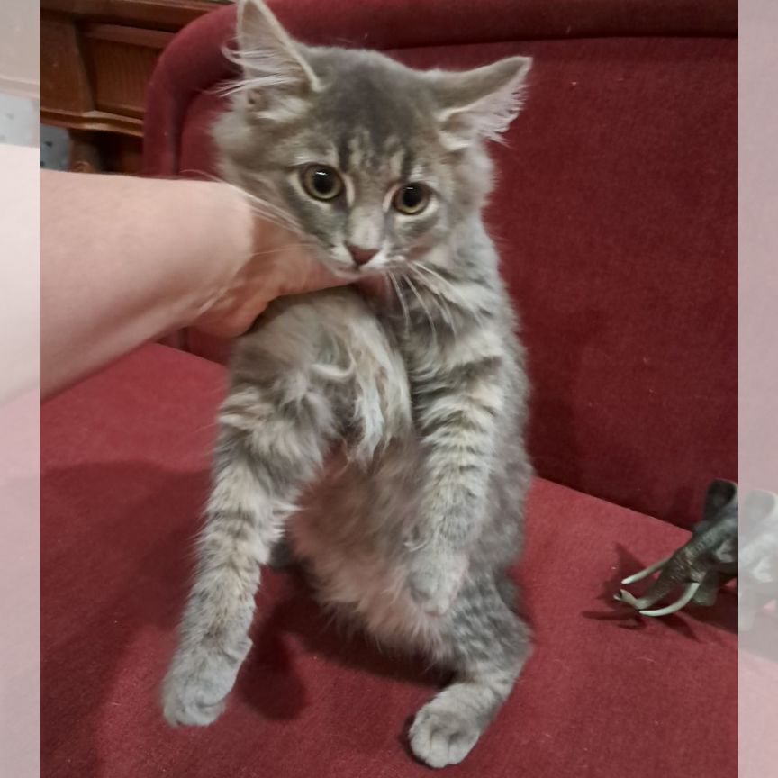 Кошечка Юкки 4 мес метис