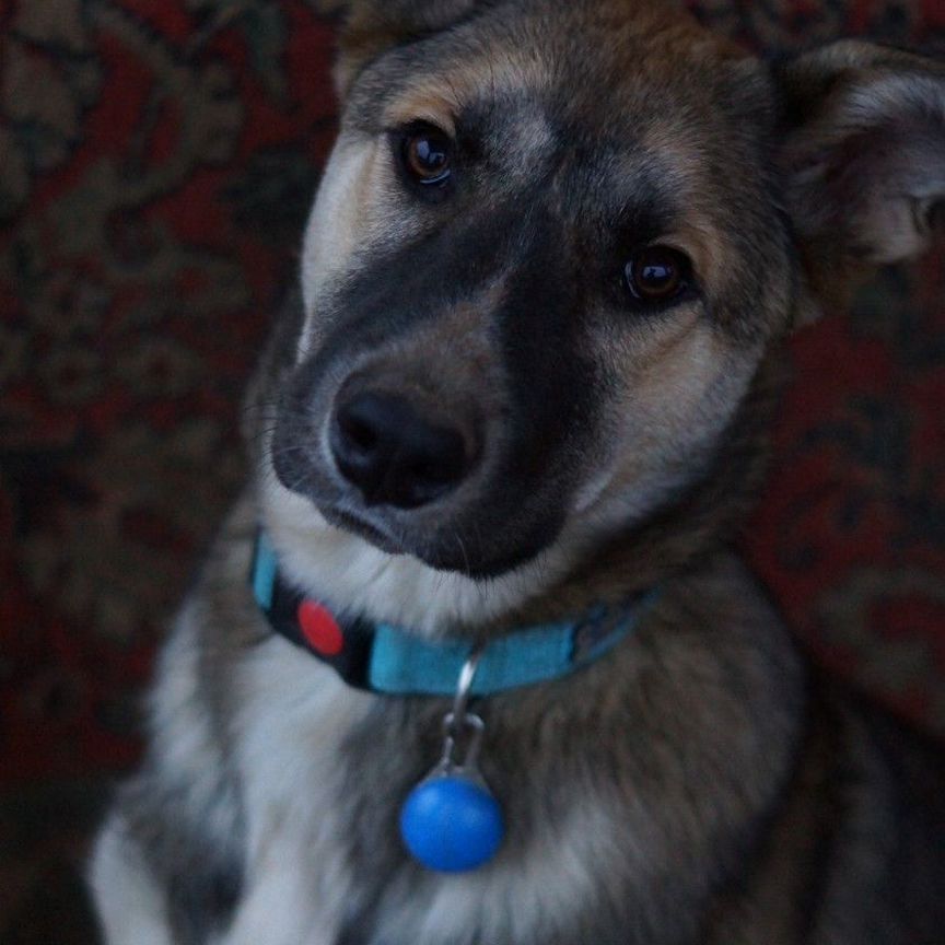 Щенок в добрые руки бесплатно