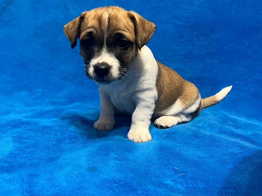 Шикарные щенки джек рассел терьер