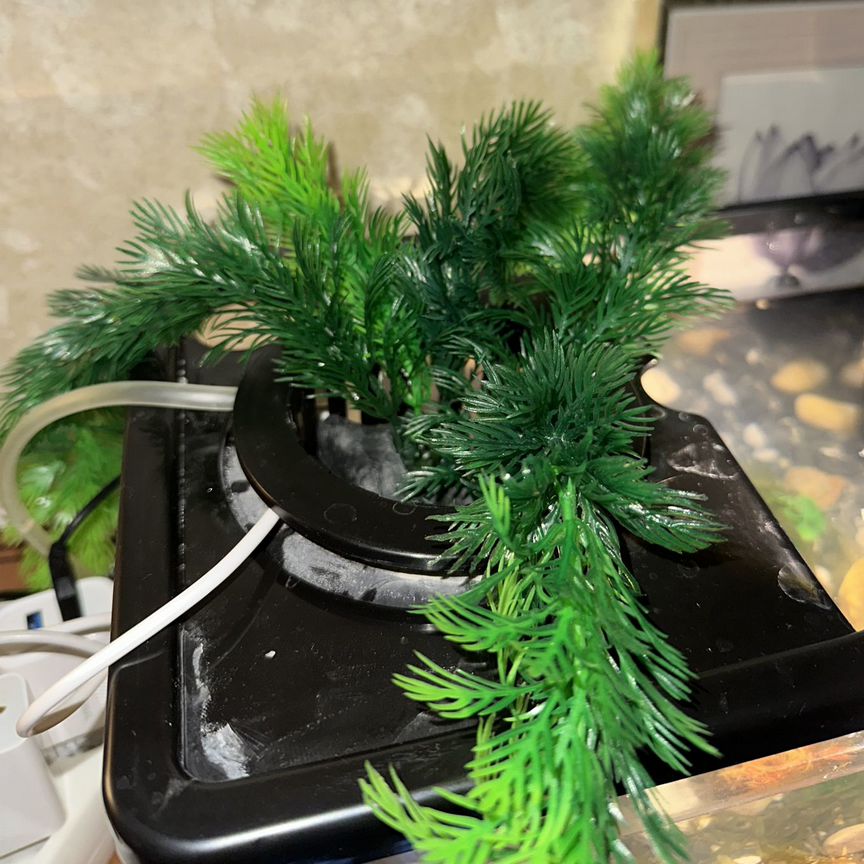 Кабомба растение