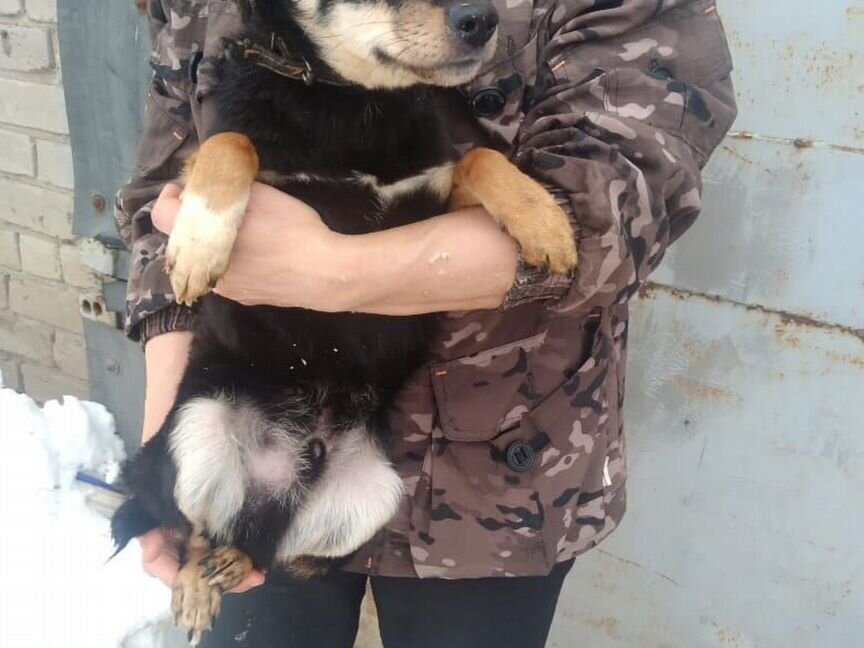 Мелкий кобелек Малыш в хорошую семью бесплатно