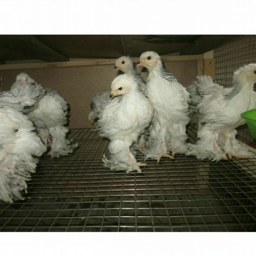 Цыплята Брама Изабелла