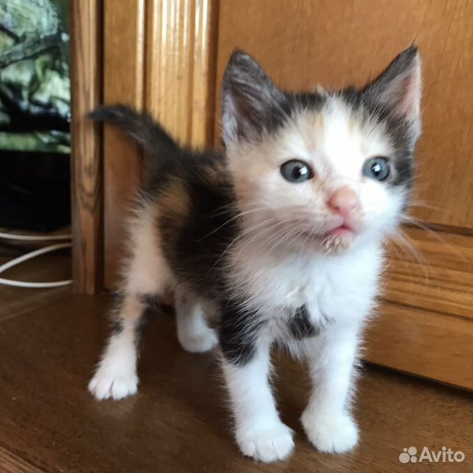 Трехшерстный котенок девочка