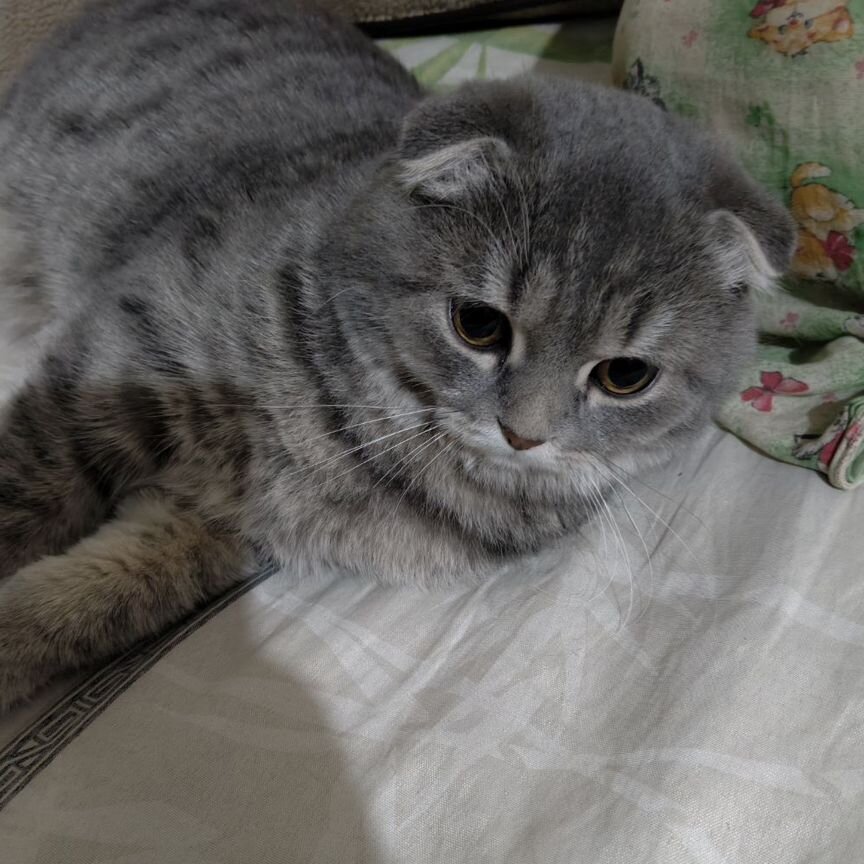 Шотландский вислоухий длинношёрстный котёнок