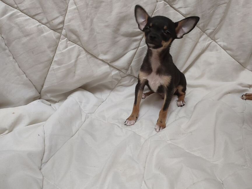 Русский той-терьер, щенок