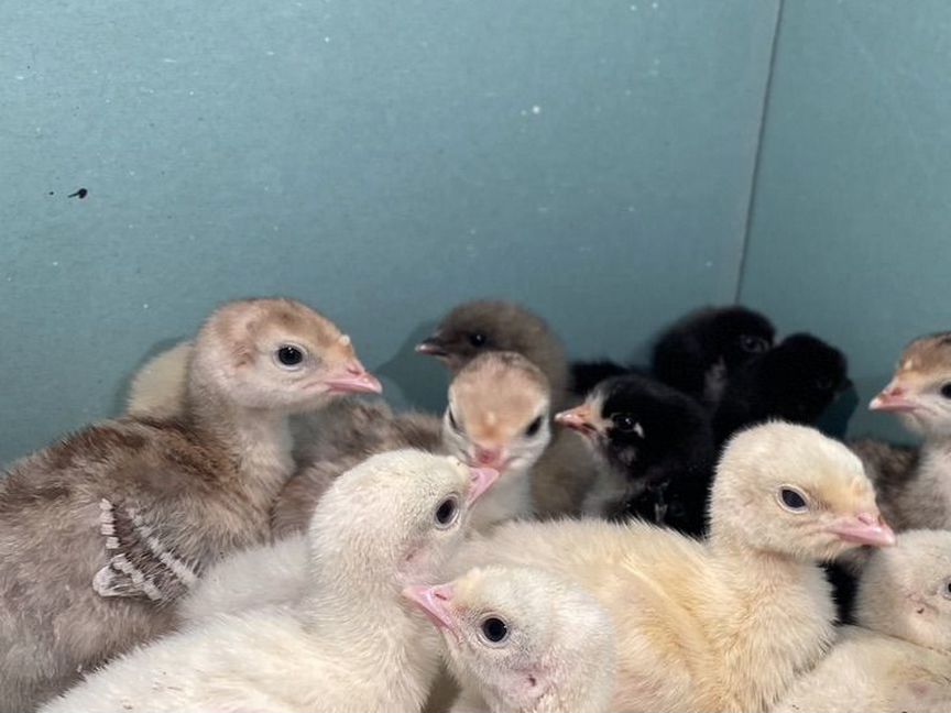 Индюшата домашней птицы