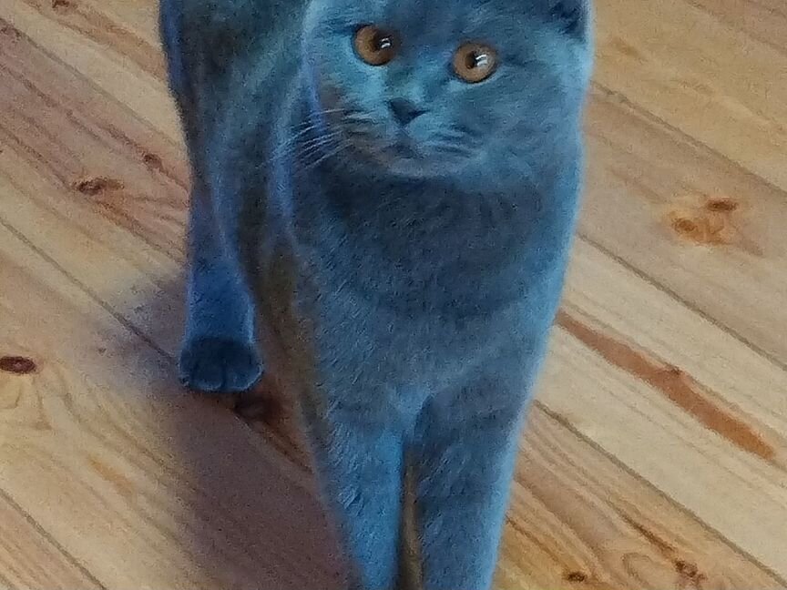 Кошки породистые