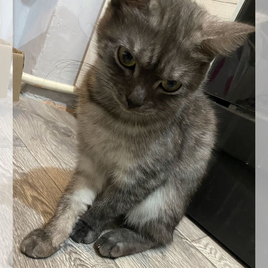 Шотландский прямоухий длинношёрстный котёнок