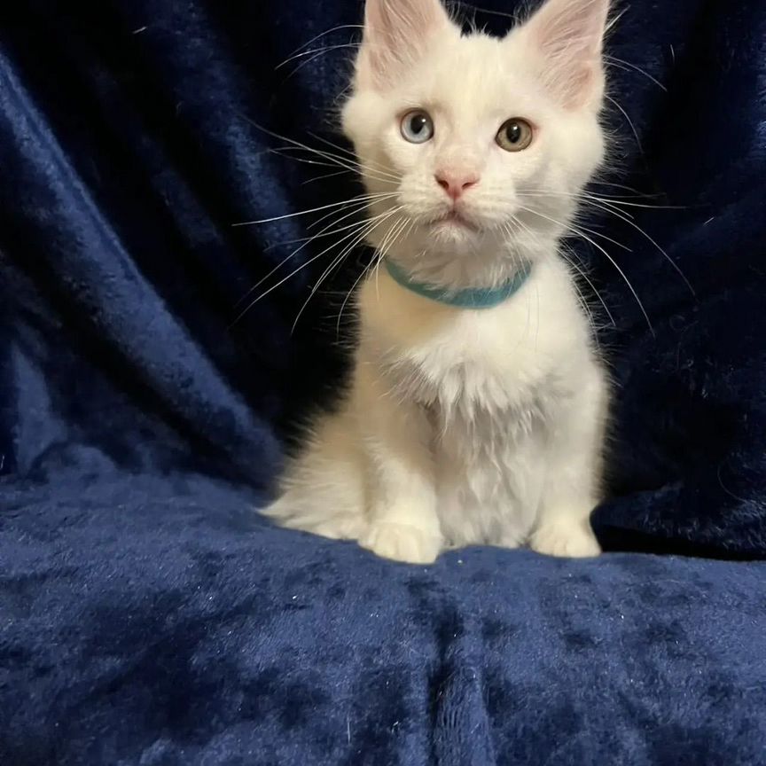 Мейн-кун котёнок