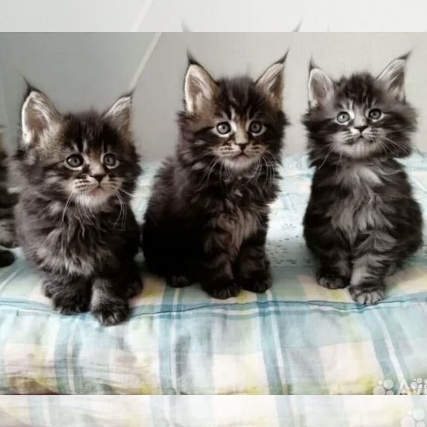 Мейн-кун котёнок