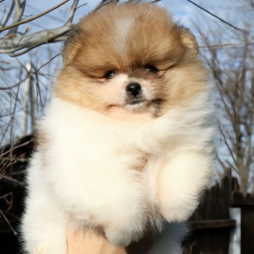 Померанский шпиц, щенок