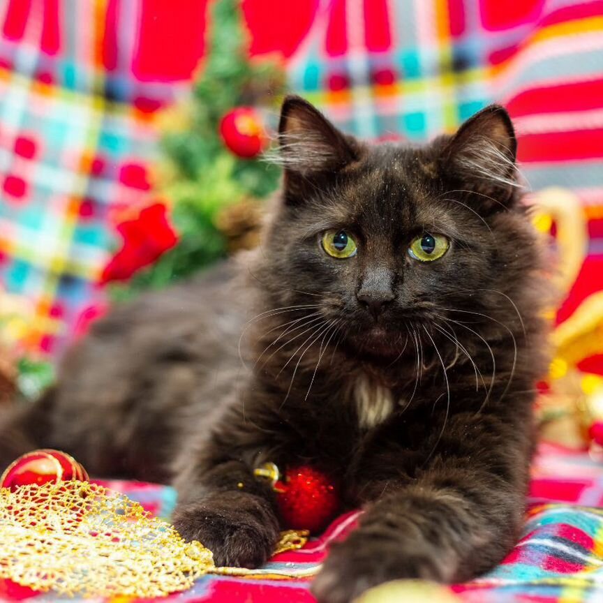 Котенок