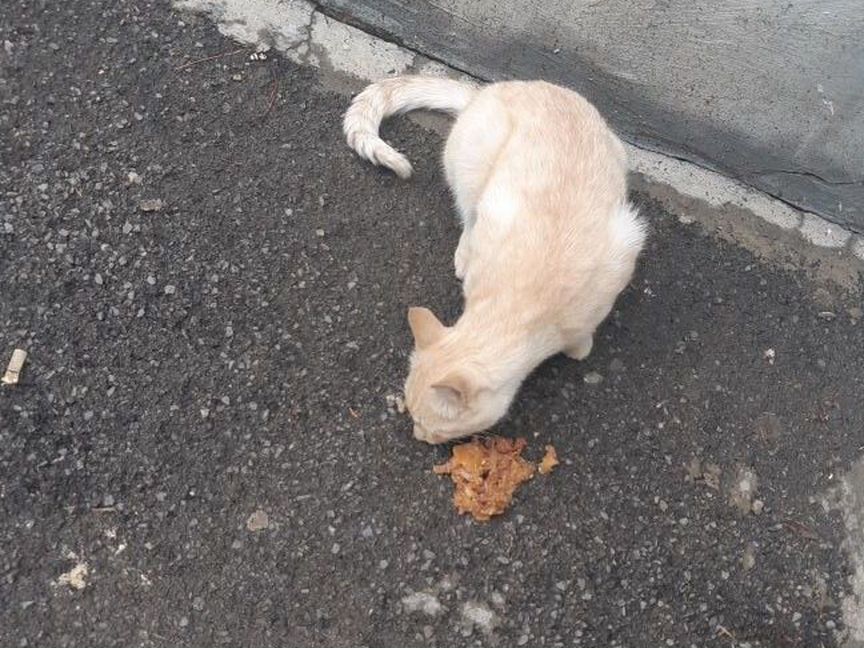 Котик 8-9мес