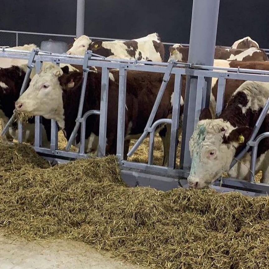 Хэдлок для крс шейный фиксатор