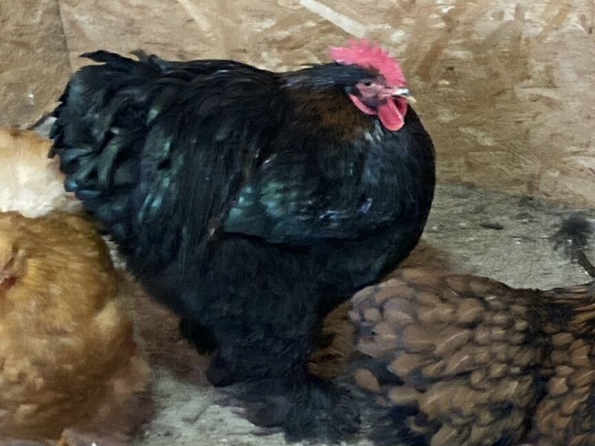 Петух брама черный