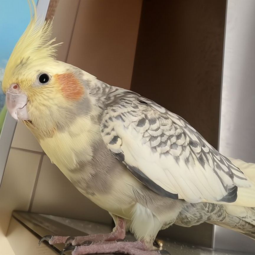 Попугай корелла девочка