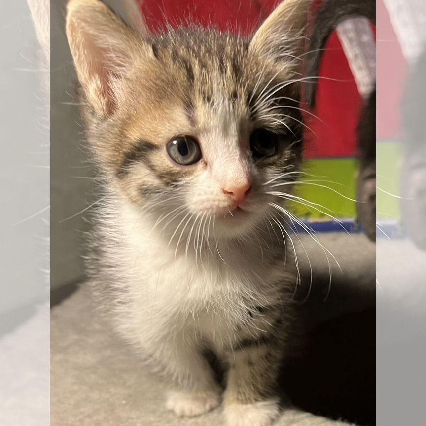 Египетские мау котята