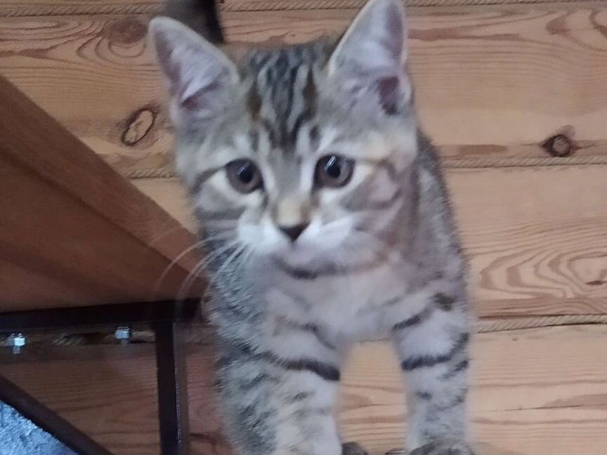 Котенок в добрые руки