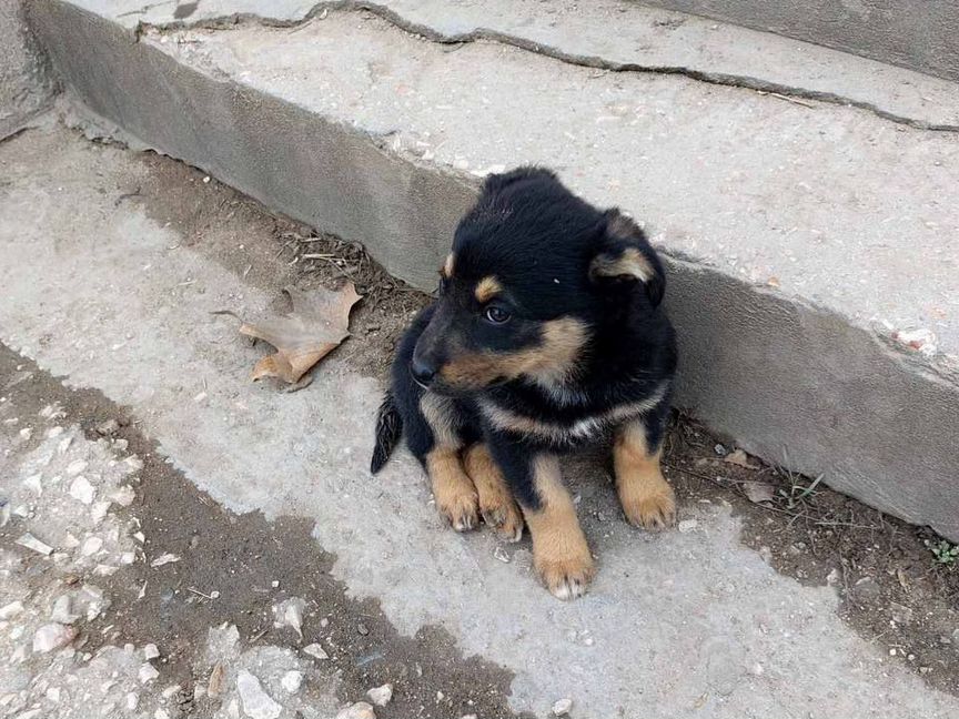 Выброшенный щенок ищет дом